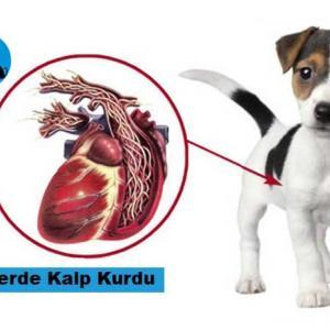 Mastitis (Meme Enfeksiyonu) | Dost Derneği